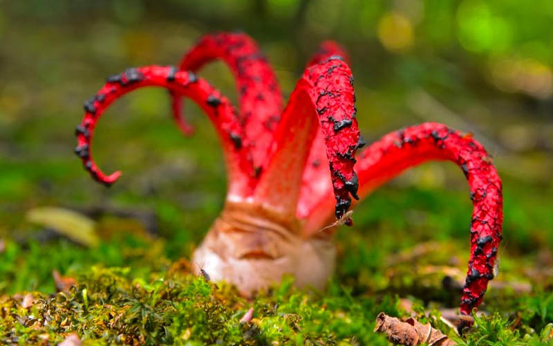 Beware of These Poisonous Weeds in Your Garden! – How to Care Of Your ...