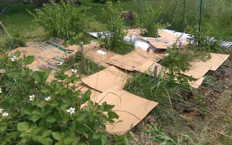 You Need to Add This to Your Garden for Weedless Growth! – How to Care ...