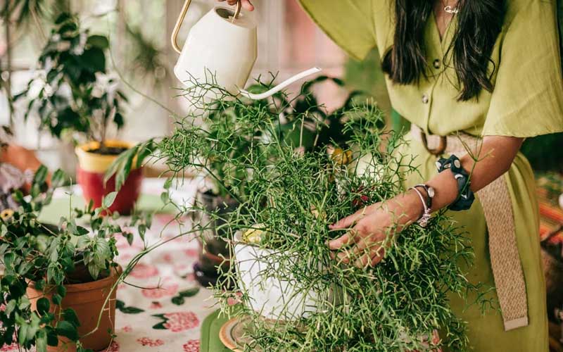 Your Indoor Plants Are Drying Out! Here’s When to Water Them – How to ...