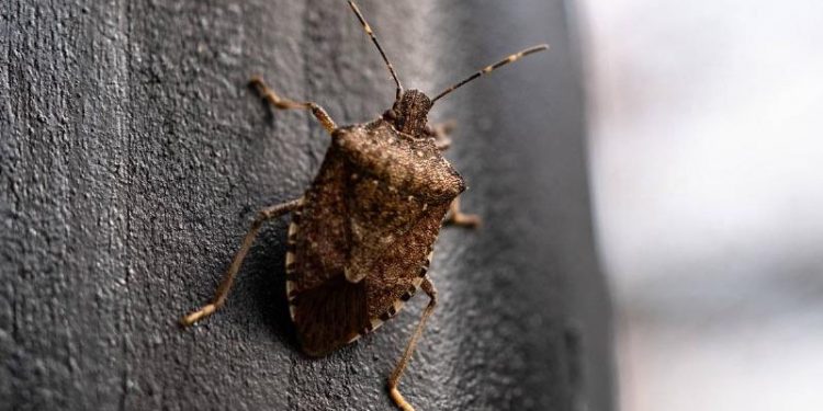 Bug Alert! What to Do If You Spot This Creepy Crawly! – How to Care Of ...