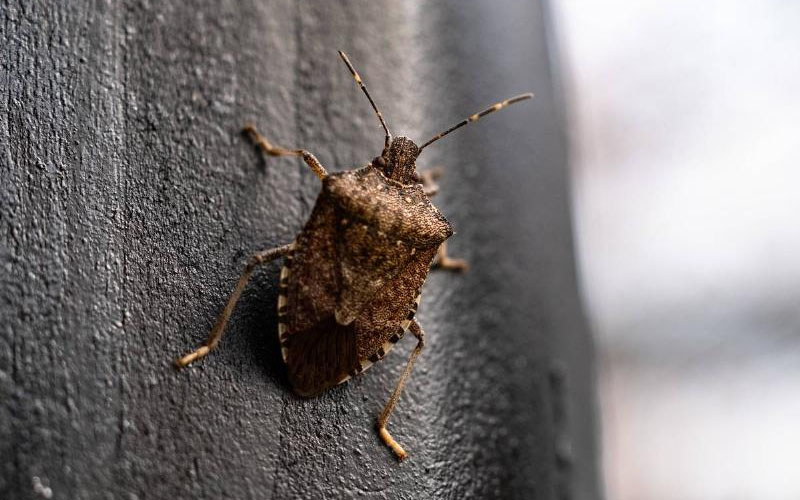 Bug Alert! What to Do If You Spot This Creepy Crawly! – How to Care Of ...