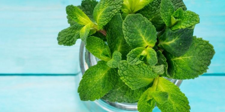 You Will Be Amazed by What Mint Is Capable of Doing! – How to Care Of ...