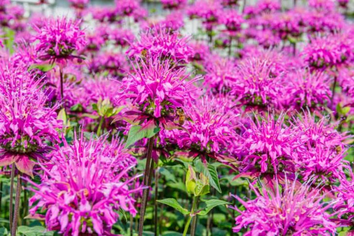 The 5 Best Outdoor Plants You Can Grow in a Shady Garden – How to Care ...