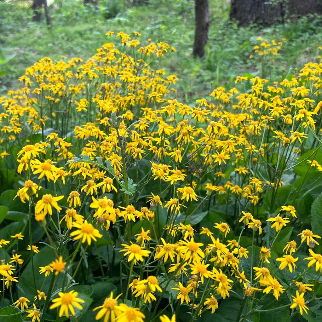 Add These 10 Natural Anti-Weeds to Your Garden Now – How to Care Of ...