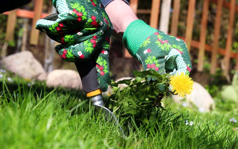 Natural Weed Control and Removal Methods – How to Care Of Your Plants ...