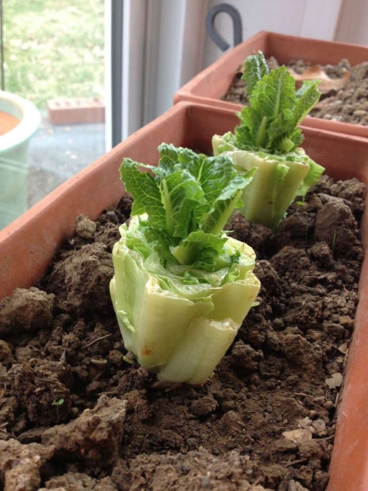 What You Can Eat and Re-Grow in Your Vegetable Garden – How to Care Of ...