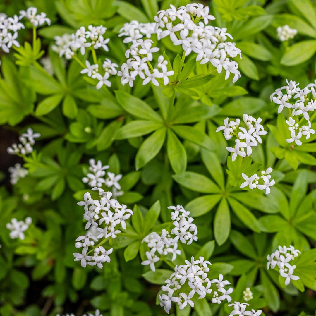 Add These 10 Natural Anti-Weeds to Your Garden Now – How to Care Of ...