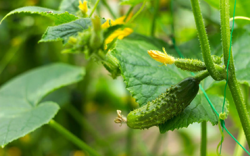 The Best Gardening Tips to Plant Cucumber Plants at Home – How to Care ...