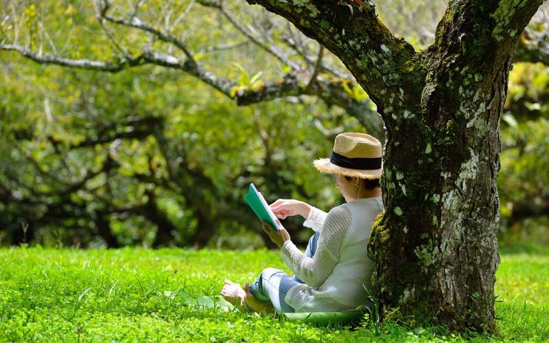 The Most Visible Indicator That a Tree Is About to Fall – How to Care ...