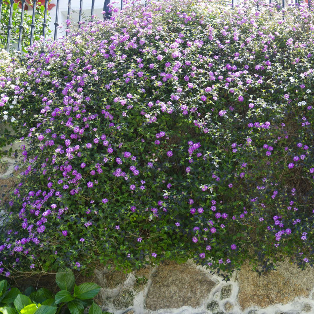 Add These 10 Natural Anti-Weeds to Your Garden Now – How to Care Of ...