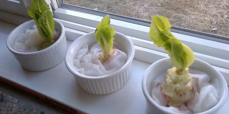 What You Can Eat and Re-Grow in Your Vegetable Garden – How to Care Of ...