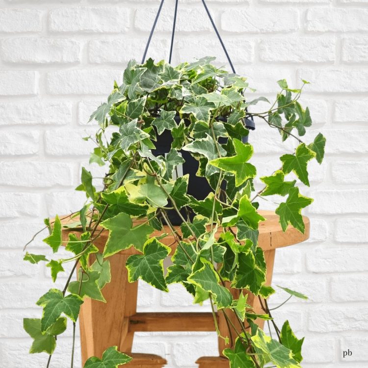 Tired of Mold? Here Are Some Plants to Help! – How to Care Of Your ...