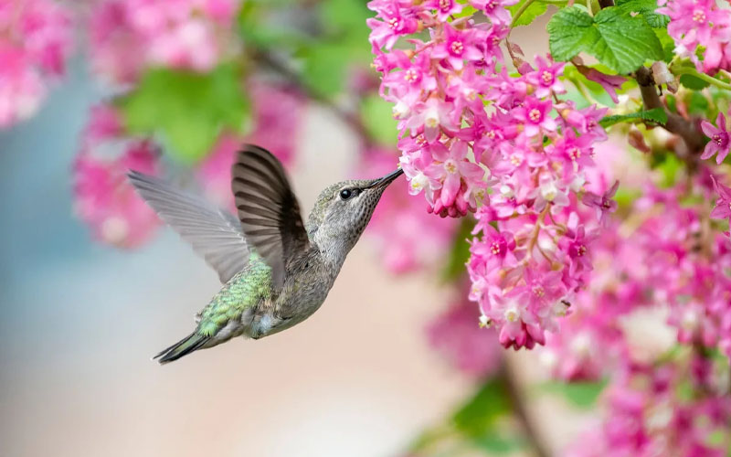 Here Is the Favorite Plant of Hummingbirds – How to Care Of Your Plants ...