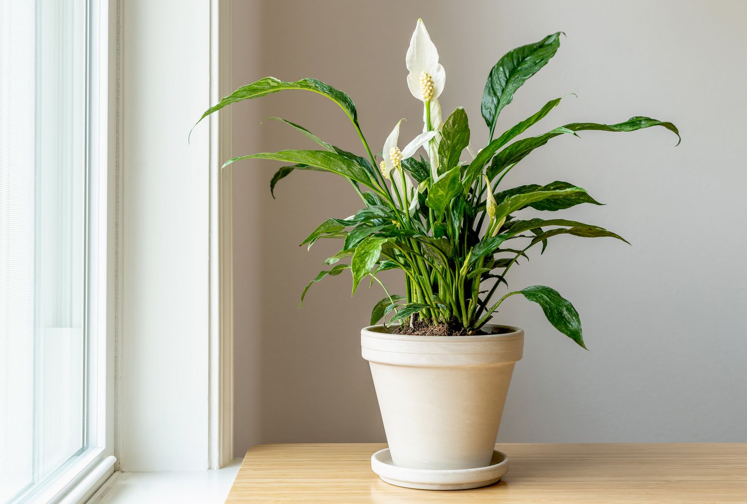 Tired of Mold? Here Are Some Plants to Help! – How to Care Of Your ...
