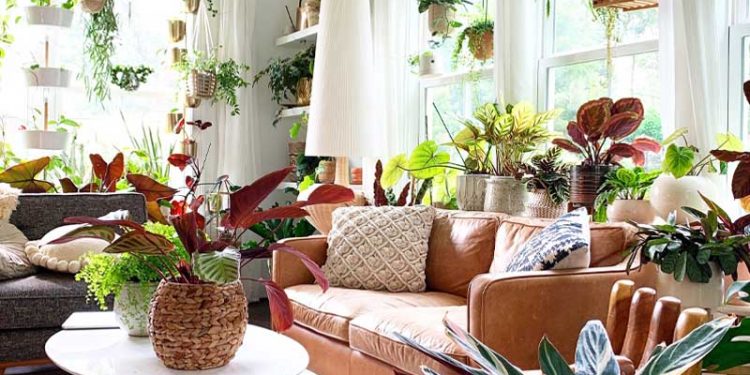 The Top Home Plants You’ll Never Regret Growing – How to Care Of Your ...