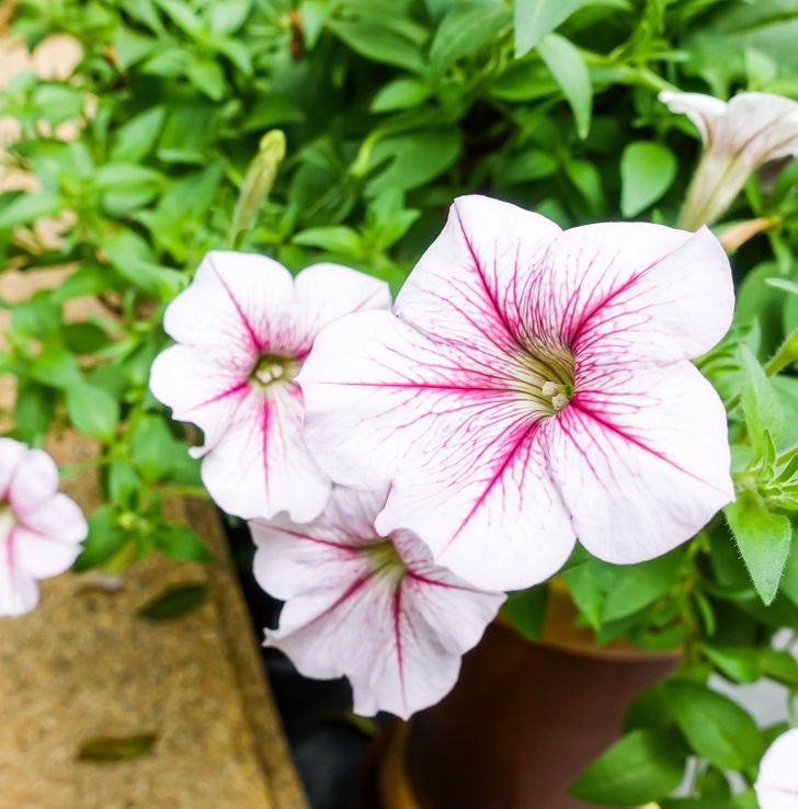 5 Plants That Keep the Pests away – How to Care Of Your Plants – Garden ...