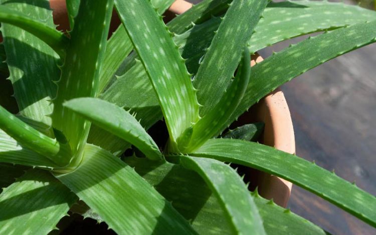 5 Toxic Plants That Harm Both Humans and Pets – How to Care Of Your ...