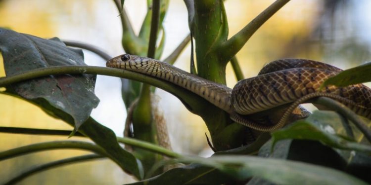 6 Home Items That Are Welcoming Venomous snakes into your House – How ...