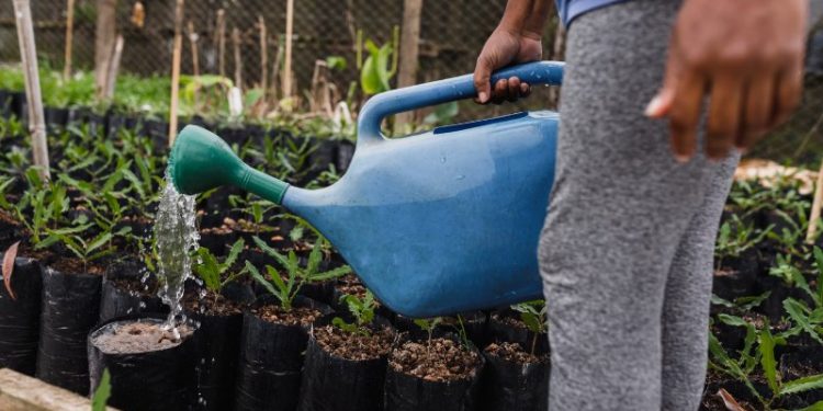 Why You Should Use Cooking Water for Your Plants – How to Care Of Your ...