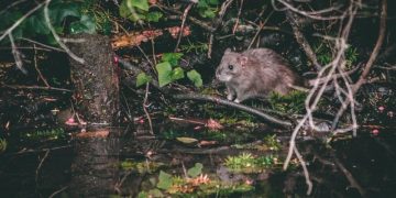 10 Beautiful Blooms That Will Keep Rats Away from Your Home Garden ...