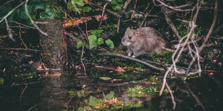 10 Beautiful Blooms That Will Keep Rats Away from Your Home Garden ...