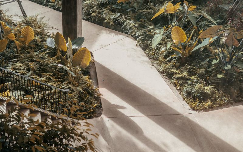 The Most Terrible Invasive Plants You Should Never Plant in Your Garden ...