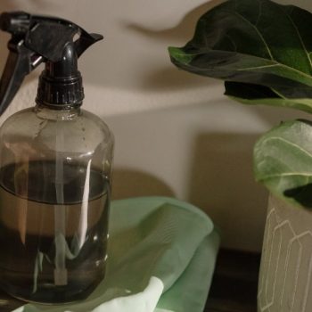 How to Turn Beer into a Safe Natural Fertilizer for Your Home Plants ...