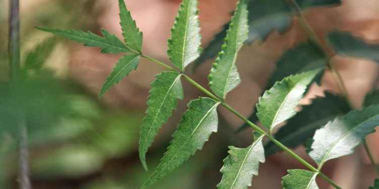 Growing Trees in Your Backyard Is Captivating, Especially Neem Trees ...
