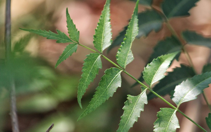 Growing Trees in Your Backyard Is Captivating, Especially Neem Trees ...