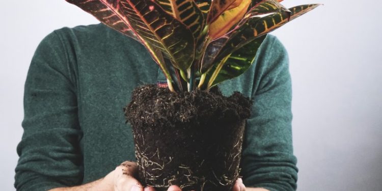 Plant Care: What Root Pruning Does to Your Beloved Home Plants – How to ...