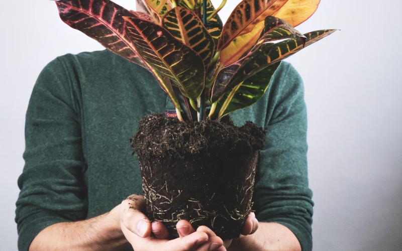 Plant Care: What Root Pruning Does to Your Beloved Home Plants – How to ...