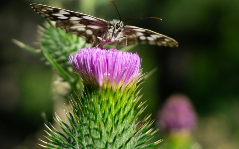 6 Toxic Plants and Flowers That Might Be Around Your Home Landscaping ...