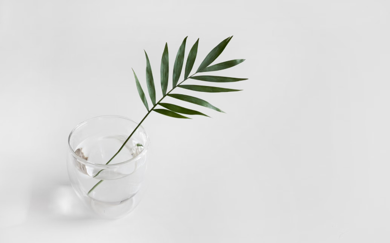 Indoor Gardening: How to Grow These 15 Plants from a Leaf Only – How to ...