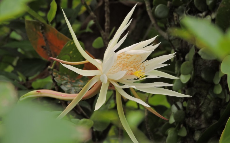 The World’s Top Ten Most Pricey Home Plants – How to Care Of Your ...