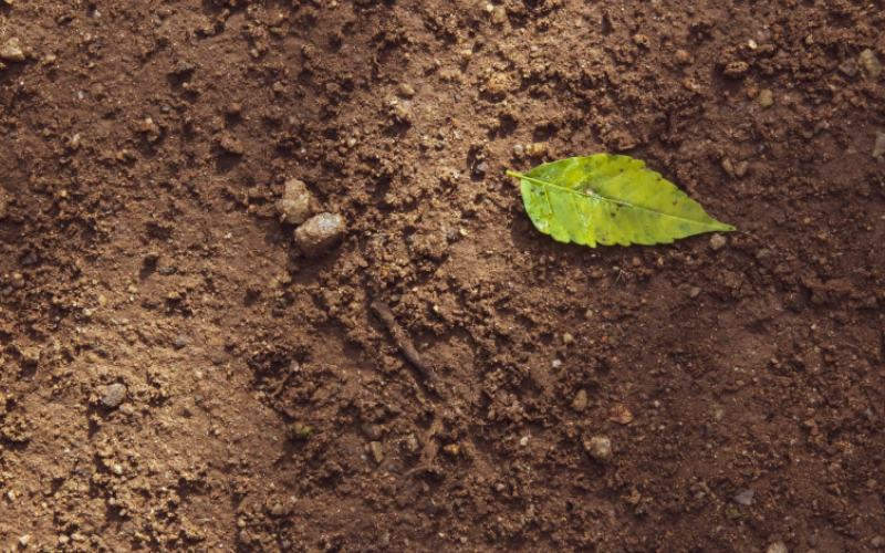 These 9 Factors Indicate That Your Soil Is Poor and Should Be Changed ...