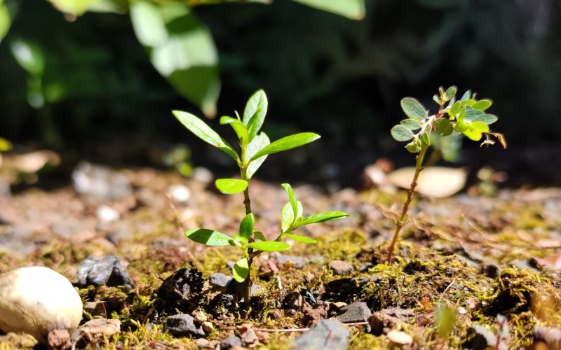 5 Uncommon Motives Why You Need Weed Species in Your Home Garden – How ...