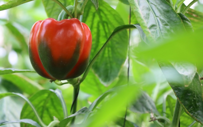 Indoor Gardening: The Best Way of Growing Organic Bell Peppers at Home ...