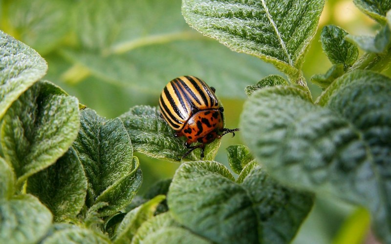 Top 5 Detrimental Insects That Might Be Lurking in Your Backyard Soil ...