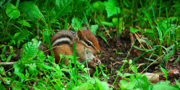 How to Get Rid of Chipmunks from Your Outdoor Patio – How to Care Of ...