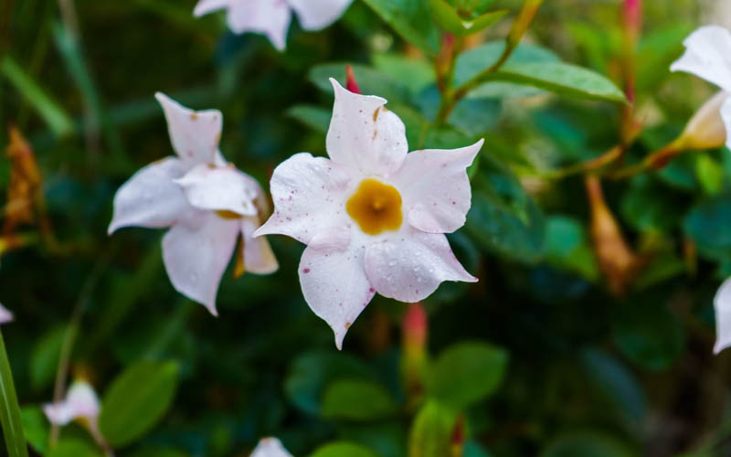 The 8 Least Recognized Odor-Absorbing House Plants – How to Care Of ...