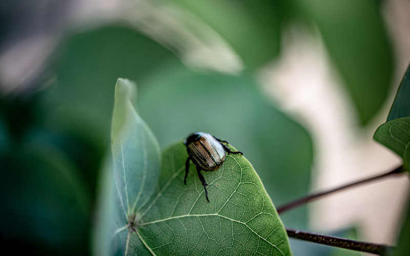 8 Signs That Your Home Is Infested with Bugs – How to Care Of Your ...