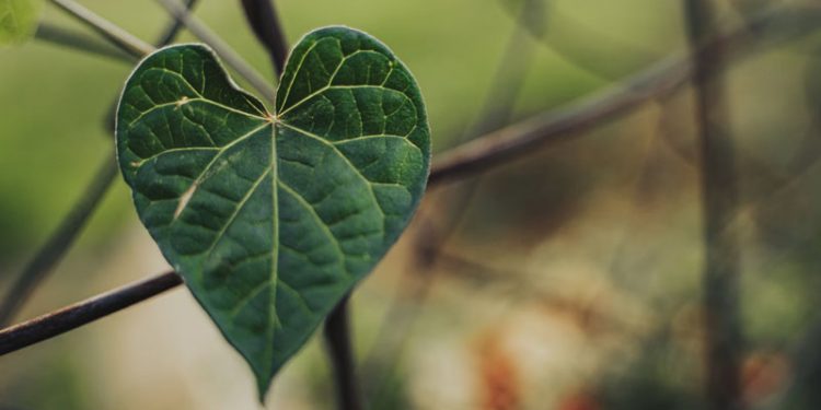 5 Plants That Promote Heart Health and Reduce Stroke Risks – How to ...