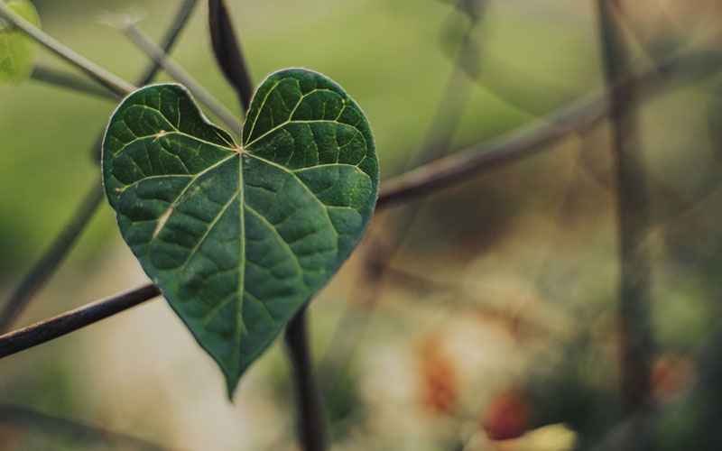 5 Plants That Promote Heart Health and Reduce Stroke Risks – How to ...