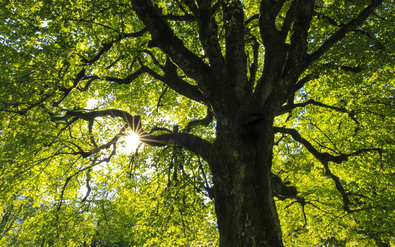 7 Dangerous Trees You Should Never Go Near – How to Care Of Your Plants ...