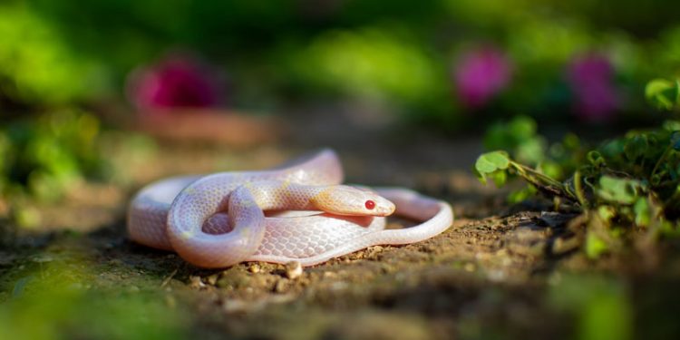 How to Keep Snakes Away: 7 Trusted Methods – How to Care Of Your Plants ...