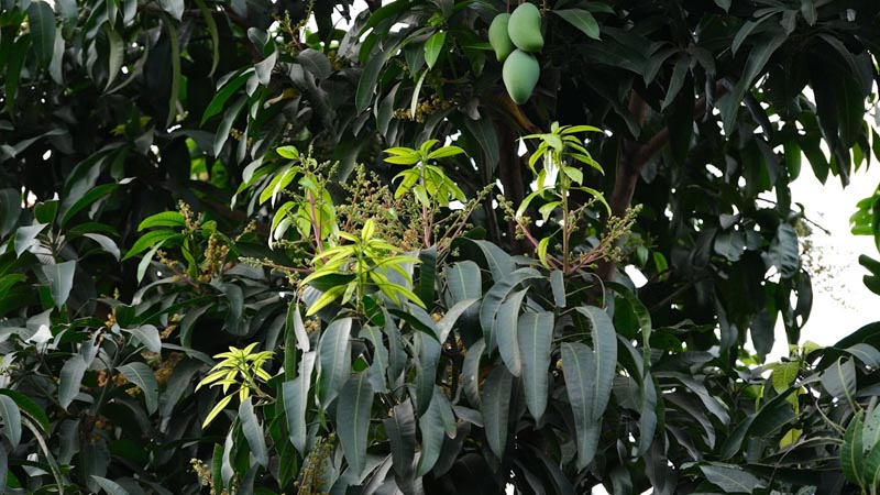 If You Have This Tree In Your Garden, You’re In Trouble! – How to Care ...